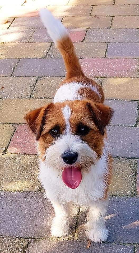 Pup-info | Jachterhoek Jacks | Jack Russell Terriër kennel | Zutphen